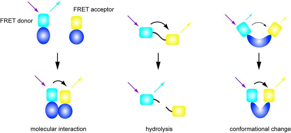 FRET and translocation in cell-based imaging – challenging the limits ...