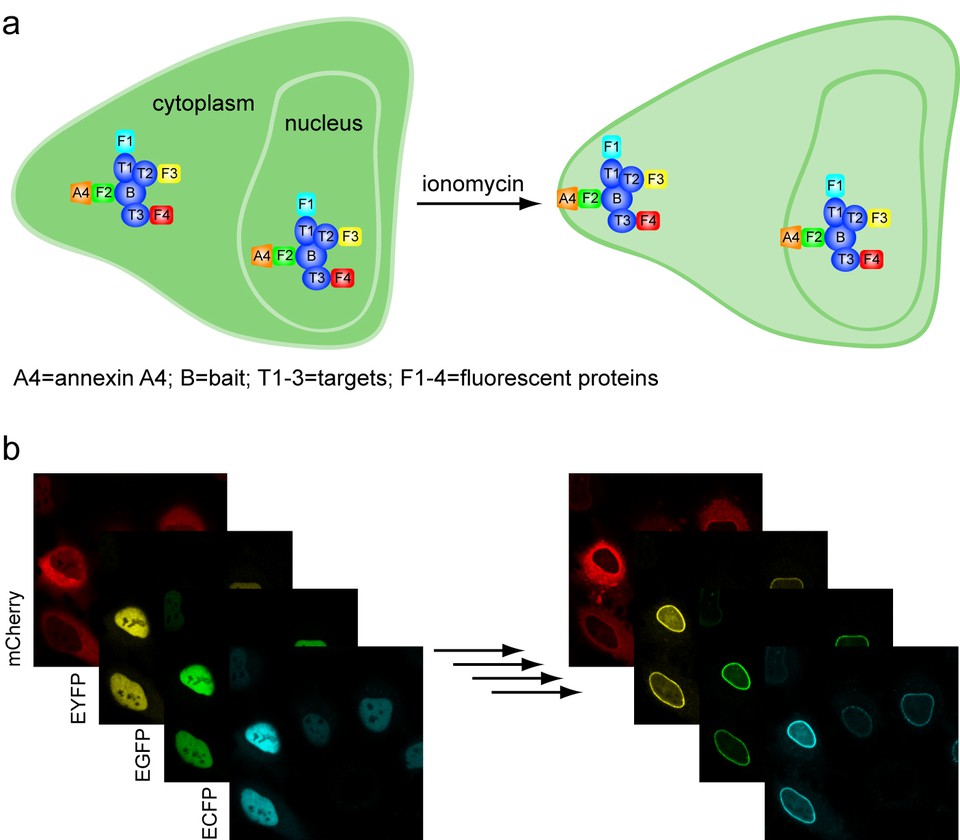 FRET and translocation in cell-based imaging – challenging the limits ...
