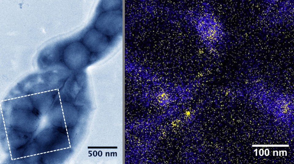 How bacteria create magnetic navigational aids