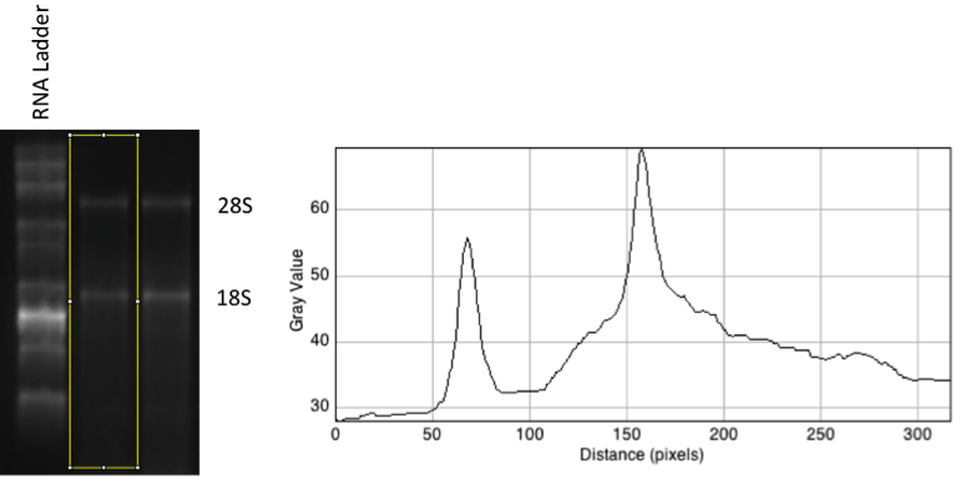 SYBR Green qPCR with Standard Curve Protocol