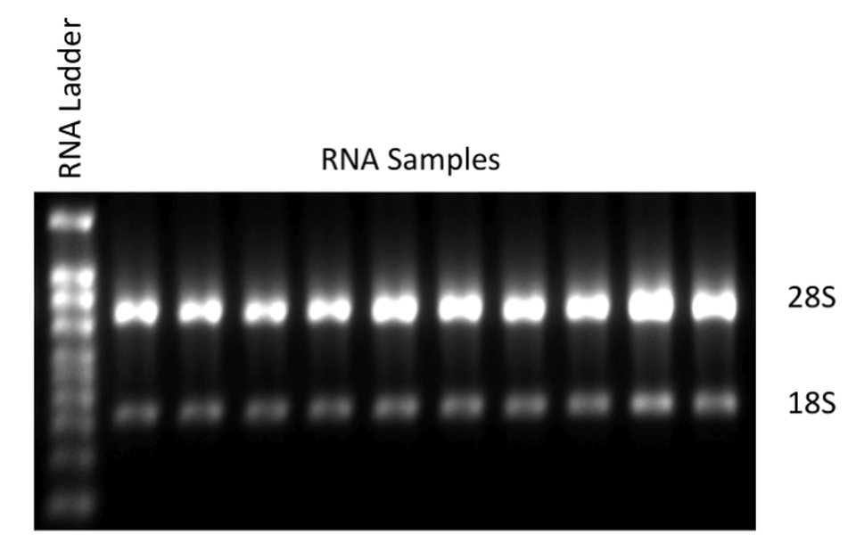 Standard Curve Qpcr Protocol at Edna Cox blog Standard Curve Qpcr Protocol at Edna Cox blog