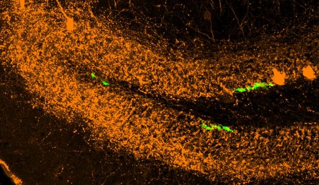 How baby neurons stay alive