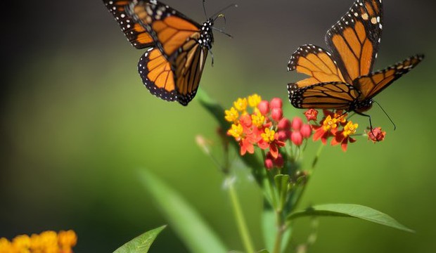 Fungi helps monarch butterfly fight disease