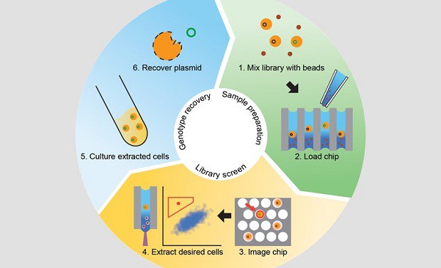 Accelerating protein evolution