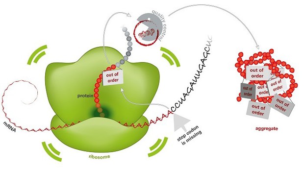 Development of toxic protein aggregates