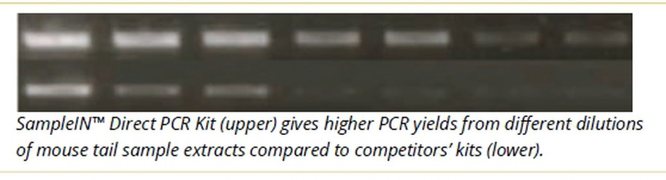 Fast Direct PCR from Mouse Tail Samples