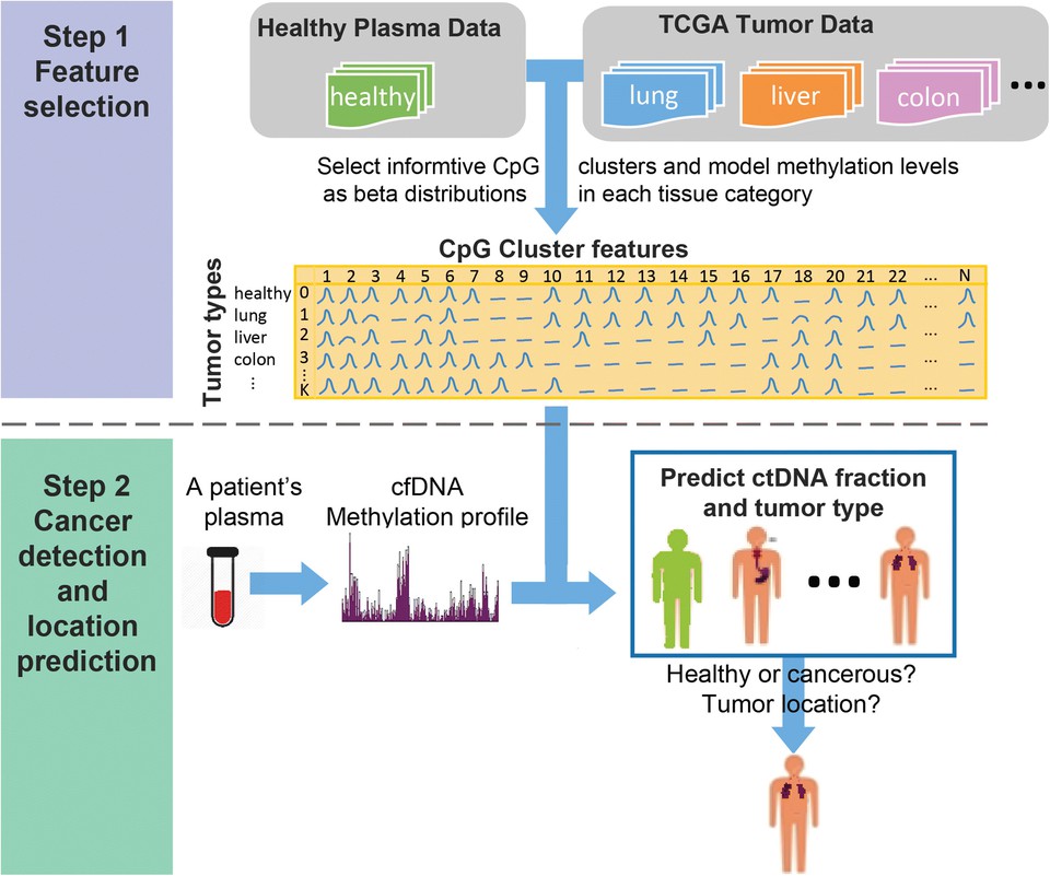 New computer program detects cancer by blood sampling