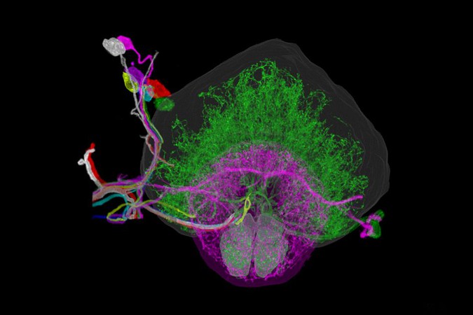 Mapping the brain at high resolution