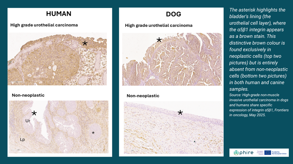 Dogs and humans share a bladder cancer biomarker: a new discovery that ...