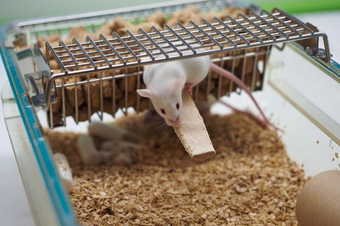 Laboratory animal numbers 2025